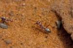 How does an ant colony coordinate its behaviour? | Inspiring Science