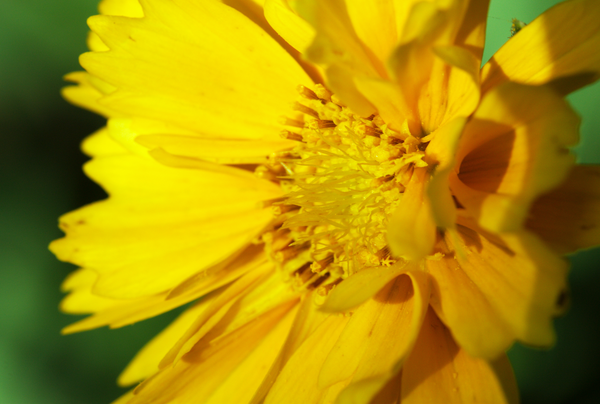 The ABCs of flowers | Inspiring Science