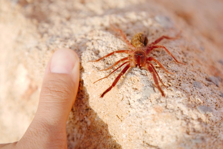 The Ten-legged Spider | Inspiring Science