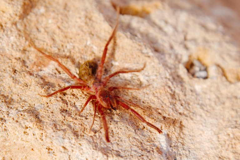 The Ten-legged Spider | Inspiring Science